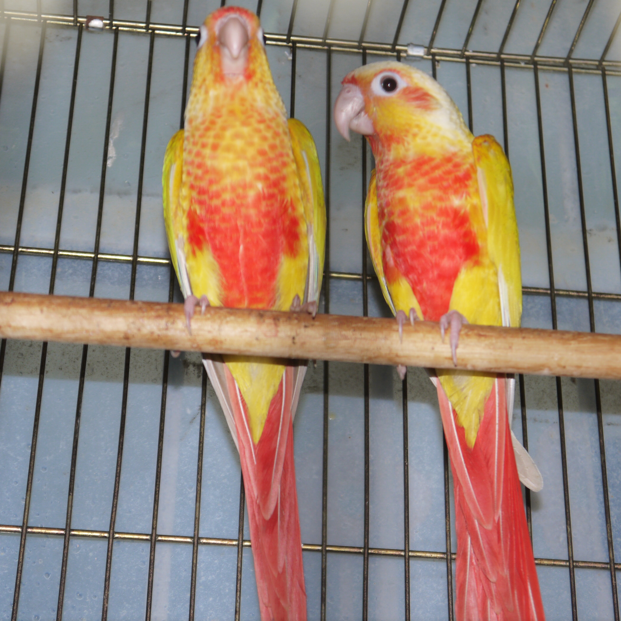 Mutation Greencheeks